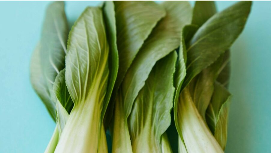 If slaughterhouses had glass walls, everyone. - Vegetarian Blog - Phlox ...