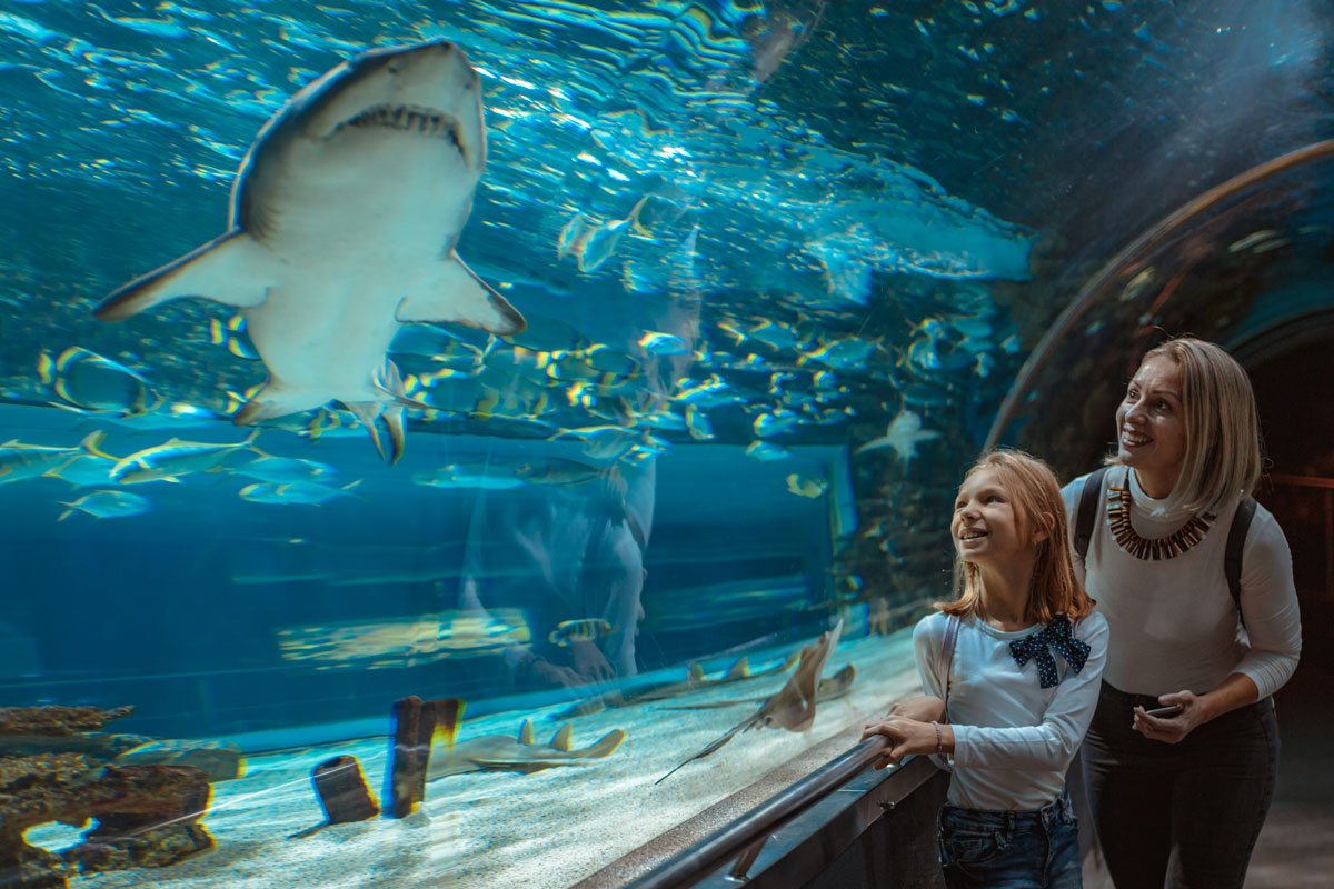 SEA ANIMALS SITE, FREE TICKETS ONLY ON FRIDAYS - Zoo - Phlox Elementor ...