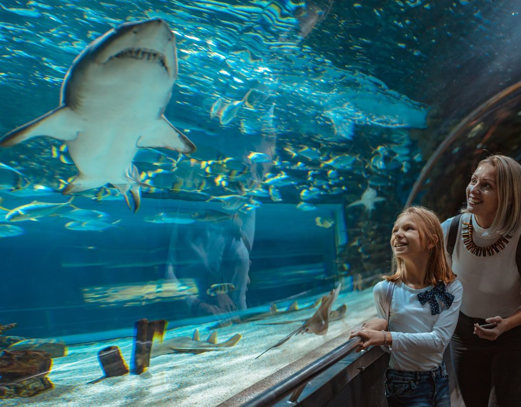 Gallery - Zoo - Phlox Elementor WordPress Theme